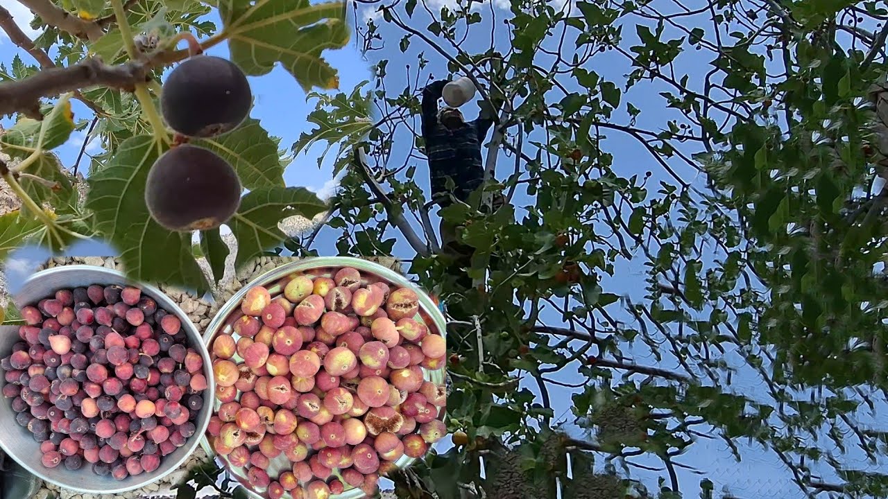 Nomadic Life: Mountain Adventure: Harvesting Delicious Mountain Figs in ...