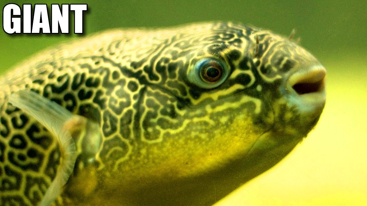 Giant Freshwater Pufferfish Facts: MBU PUFFERFISH | Animal Fact Files ...