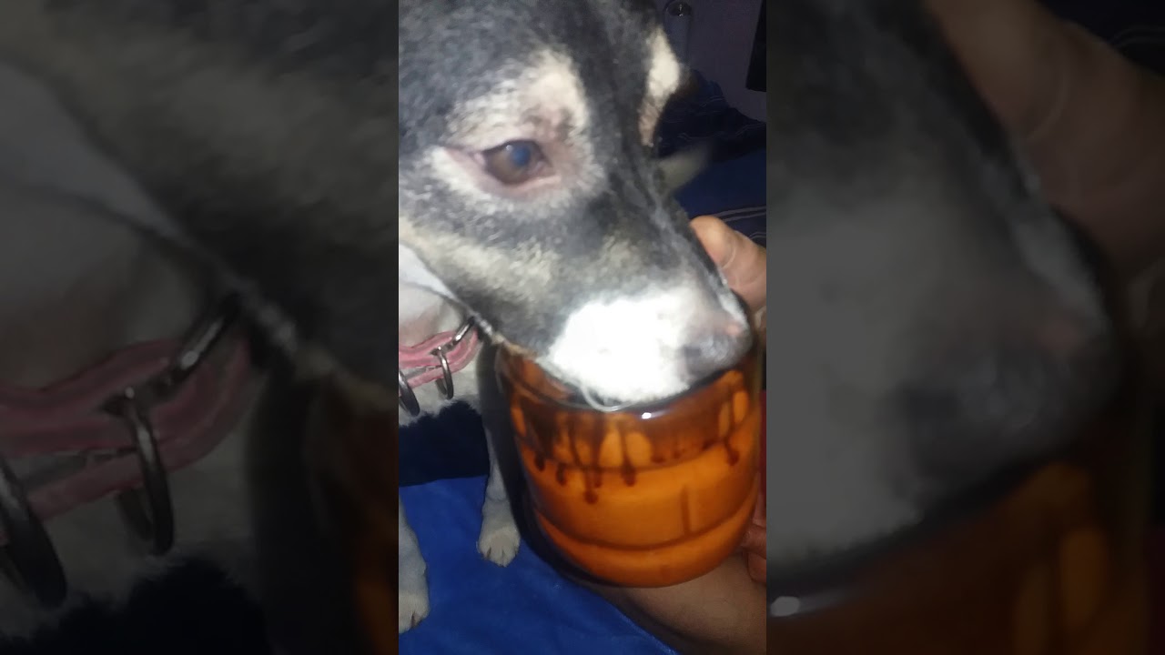 La perrita cafetera parte 2 - YouTube