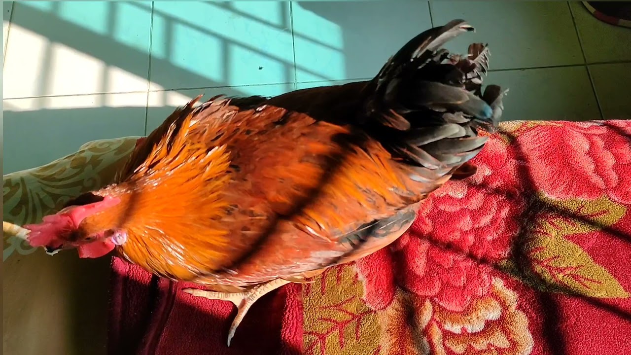 Rooster Is Playing With The Blanket / Beautiful Red Rooster - YouTube
