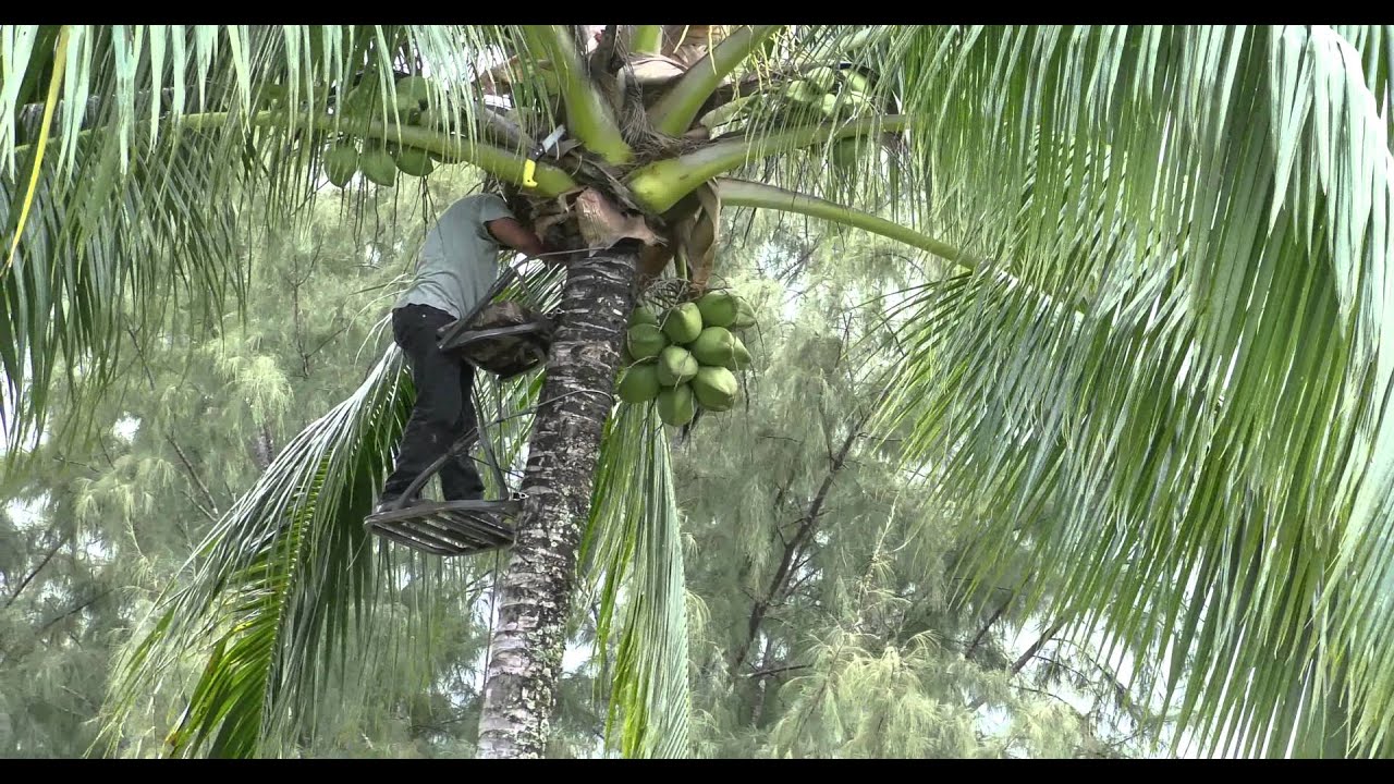 Coconut Harvesting - YouTube
