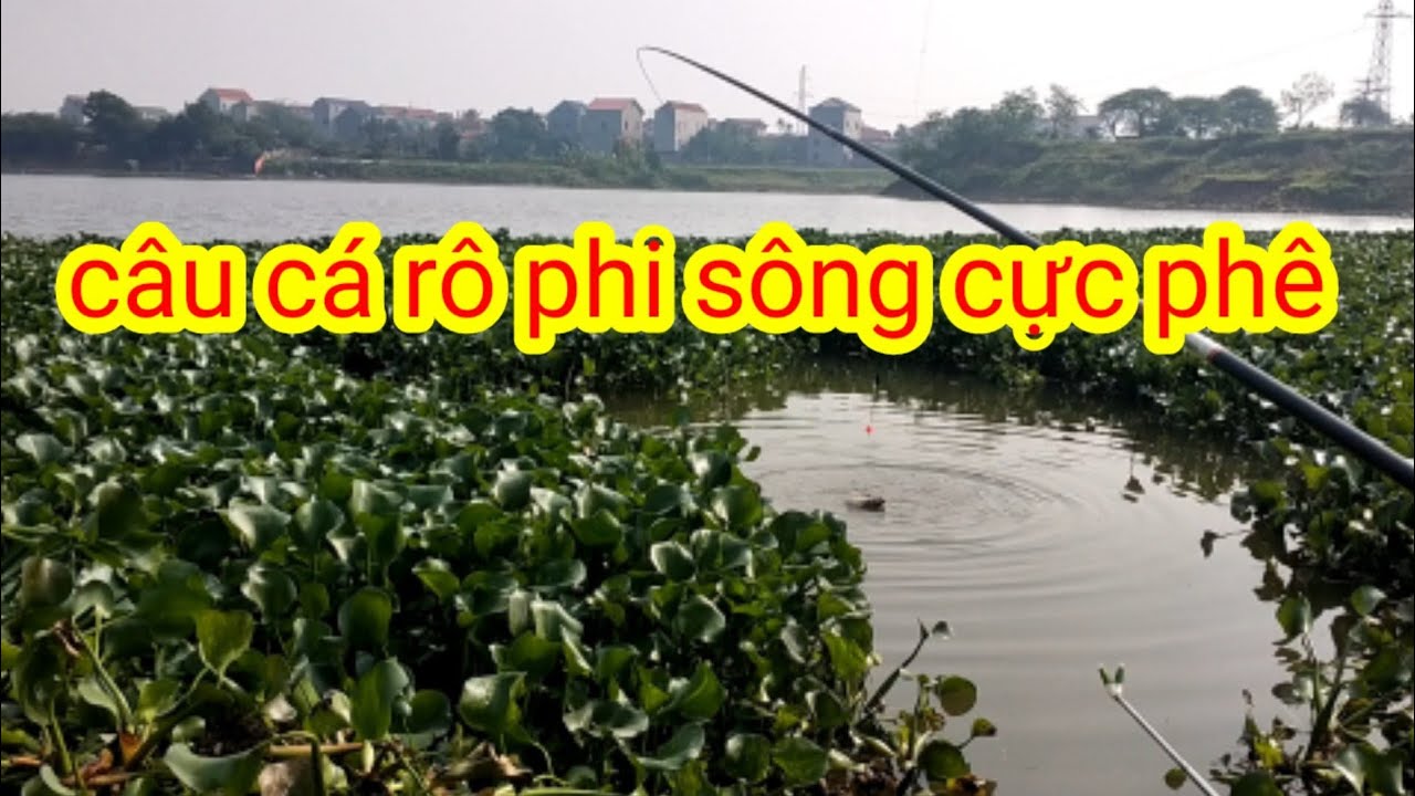 Câu cá sông tự nhiên - sông cà lồ - # 32 - YouTube