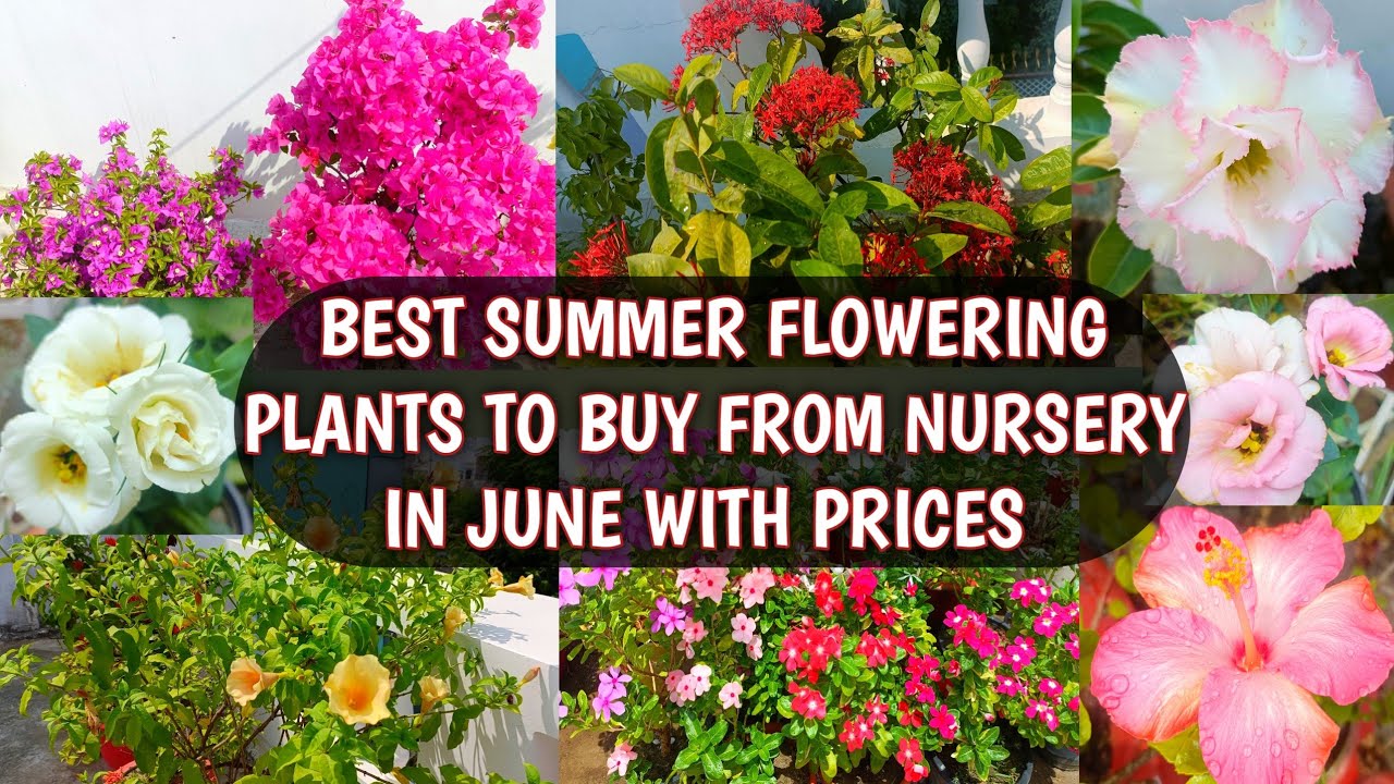 BEST SUMMER FLOWERING PLANTS TO BUY FROM NURSERY IN JUNE WITH PRICES ...