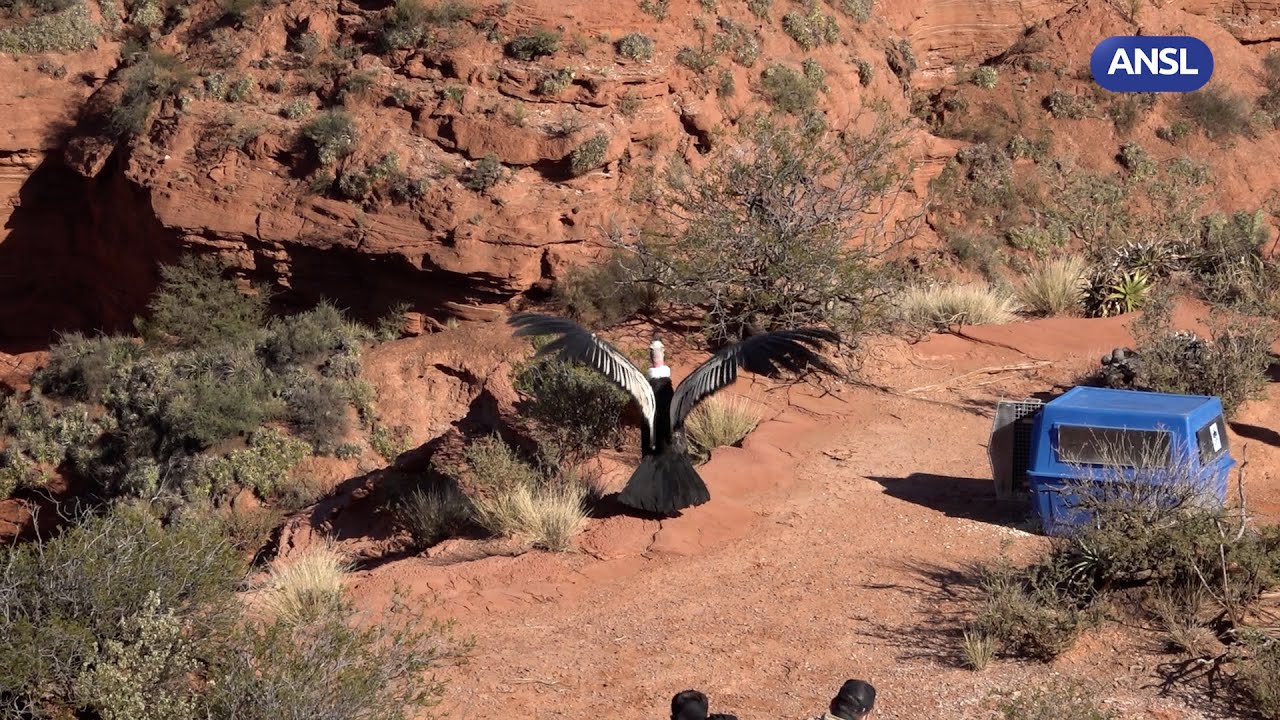 Liberación del Cóndor Sierra de las Quijadas - YouTube