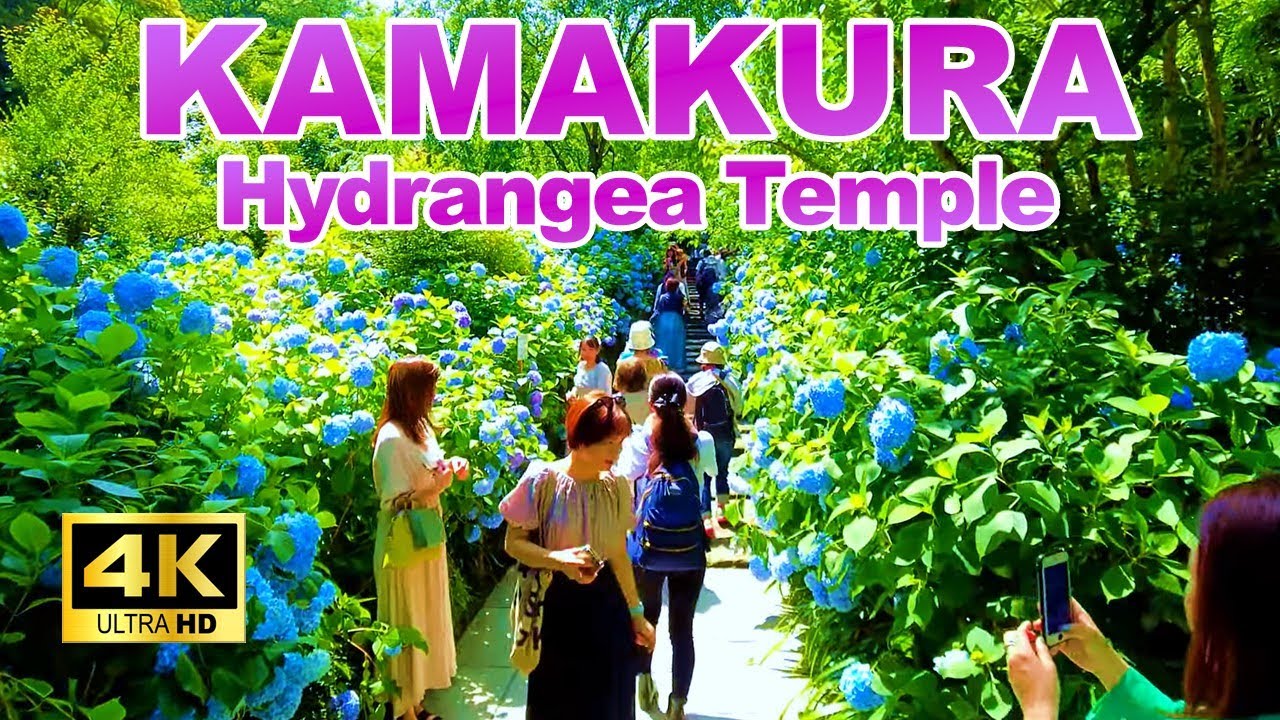 【4K🇯🇵】"Meigetsu-in Blue" Meigetsu-in Temple, Kamakura with beautiful hydrangea - YouTube