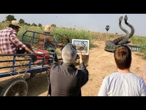 Top 5 Catching Biggest Snake along the Road Viral Video Catch Snake ...