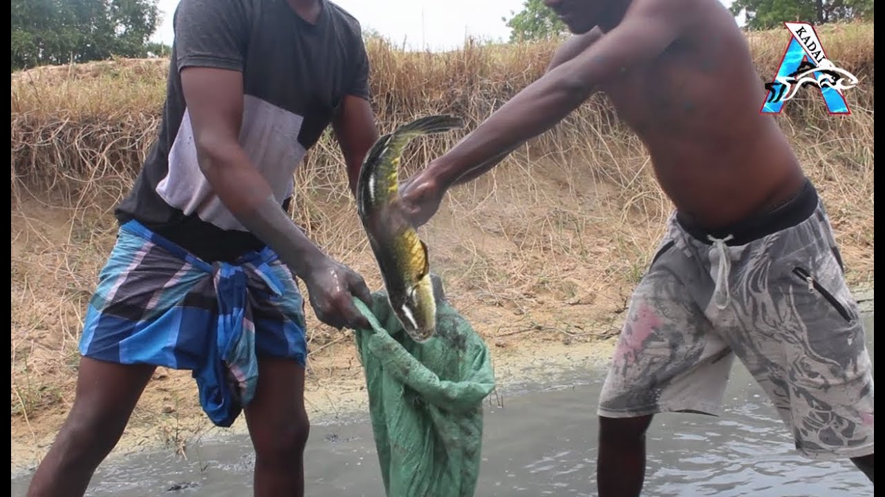 People Catching Catfish By Hand In Mud Water Pond - YouTube