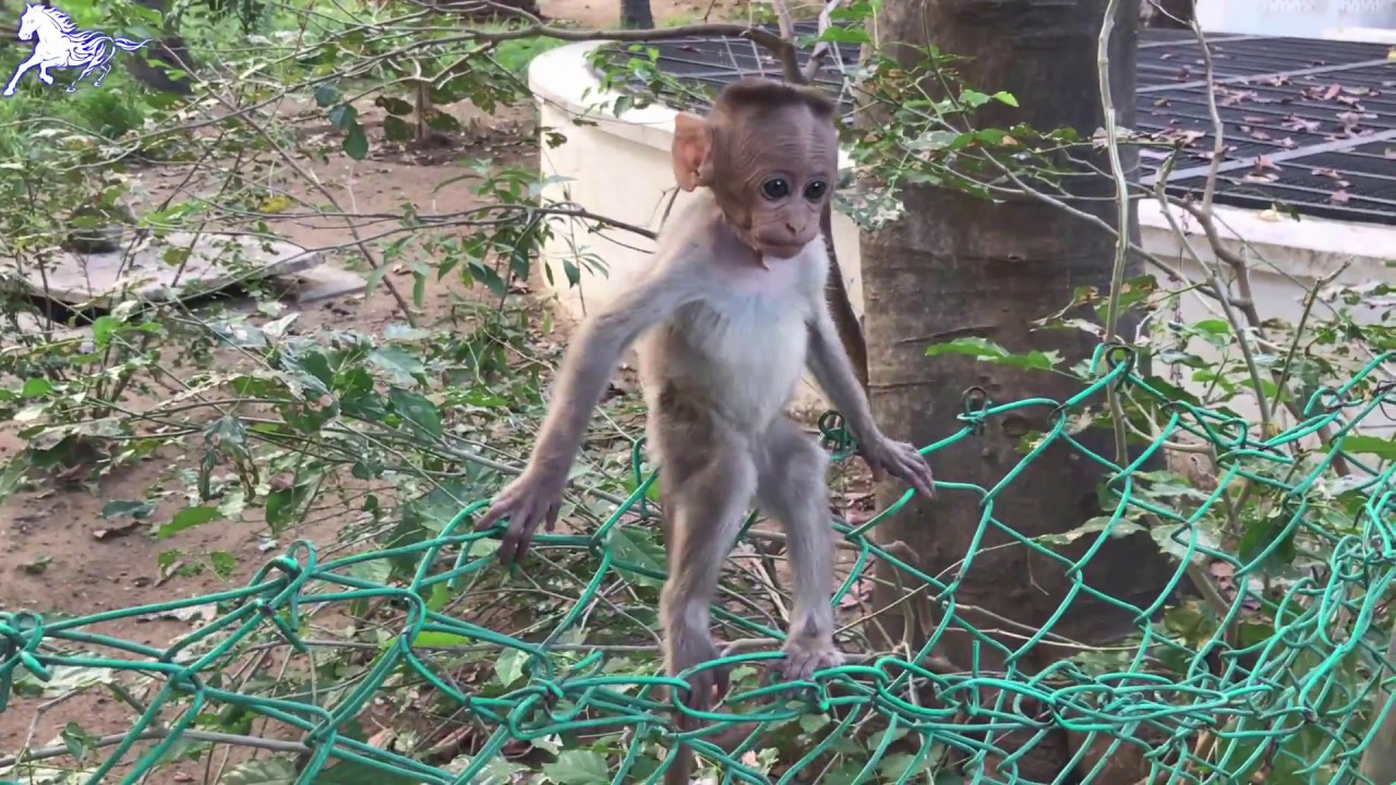 Monkey Having Good Fun... Little Monkeys So Cute... - YouTube