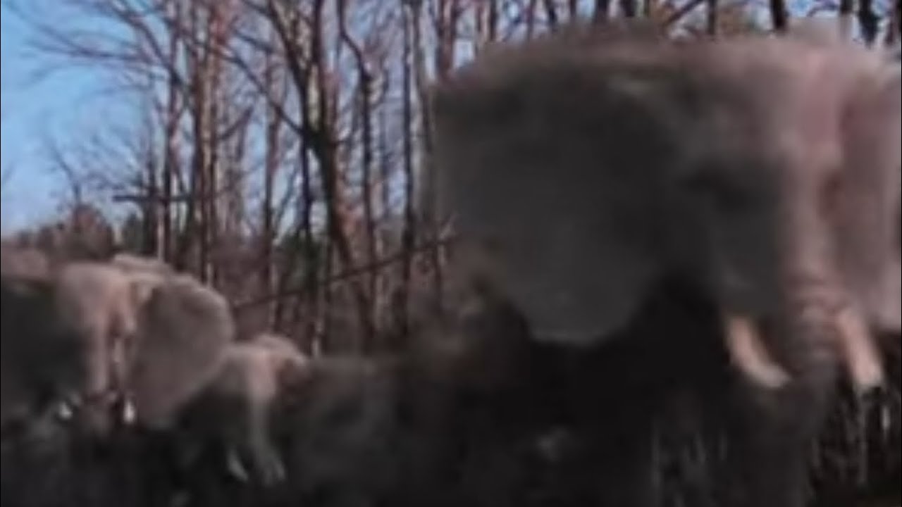 zoo wild animal escape sfx - YouTube