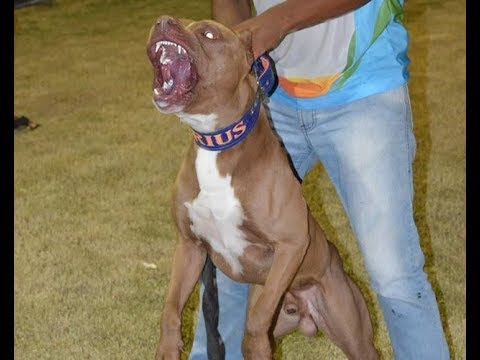 Pit Bull Game Dog (Dog Speed) Pit Bull muito veloz - YouTube