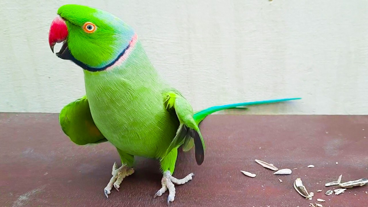 Einstein So Friendly And Handsome Talking Parrot - YouTube