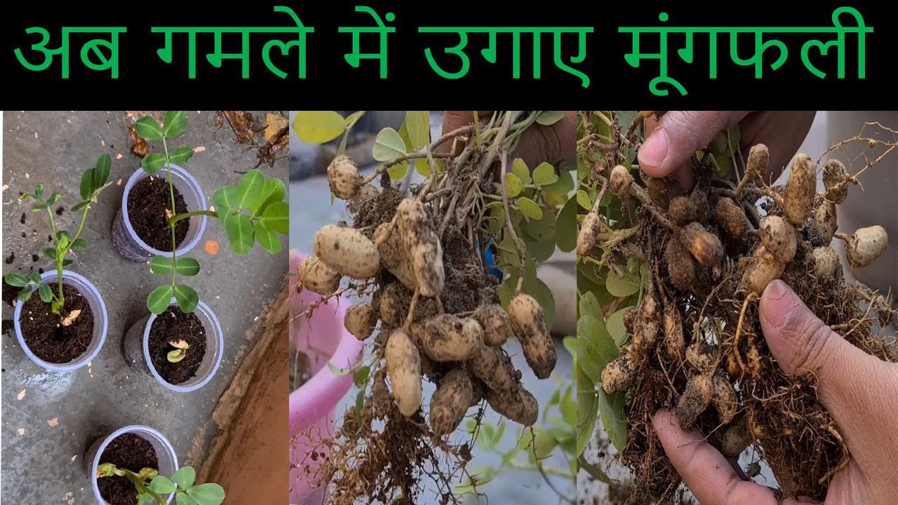 growing peanuts first time in containers | how to grow peanut for ...