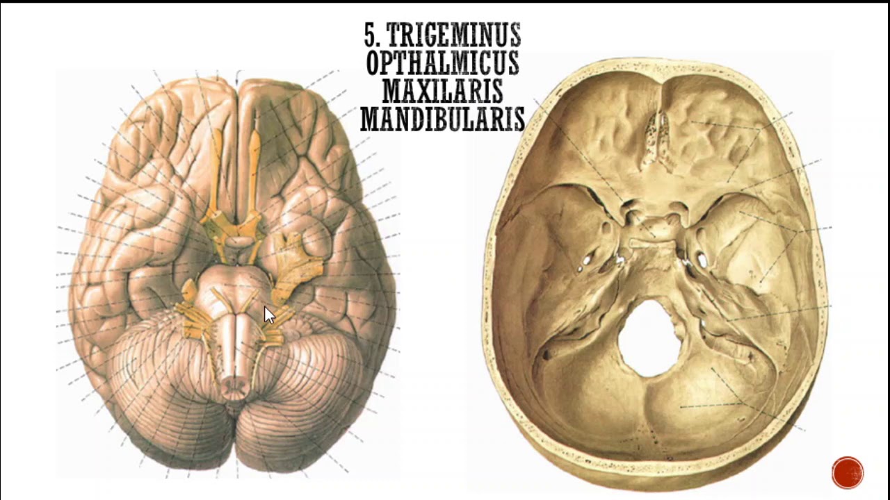 Anatomi Meninges, Nervi cranialis dan Cerebrovaskular - YouTube