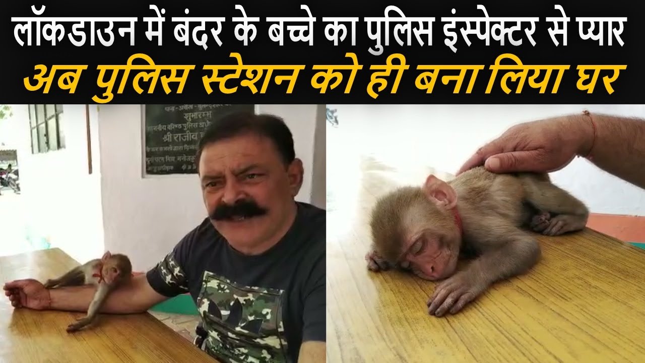 Amazing Baby Monkey Staying With Police Inspector in The Police Station ...