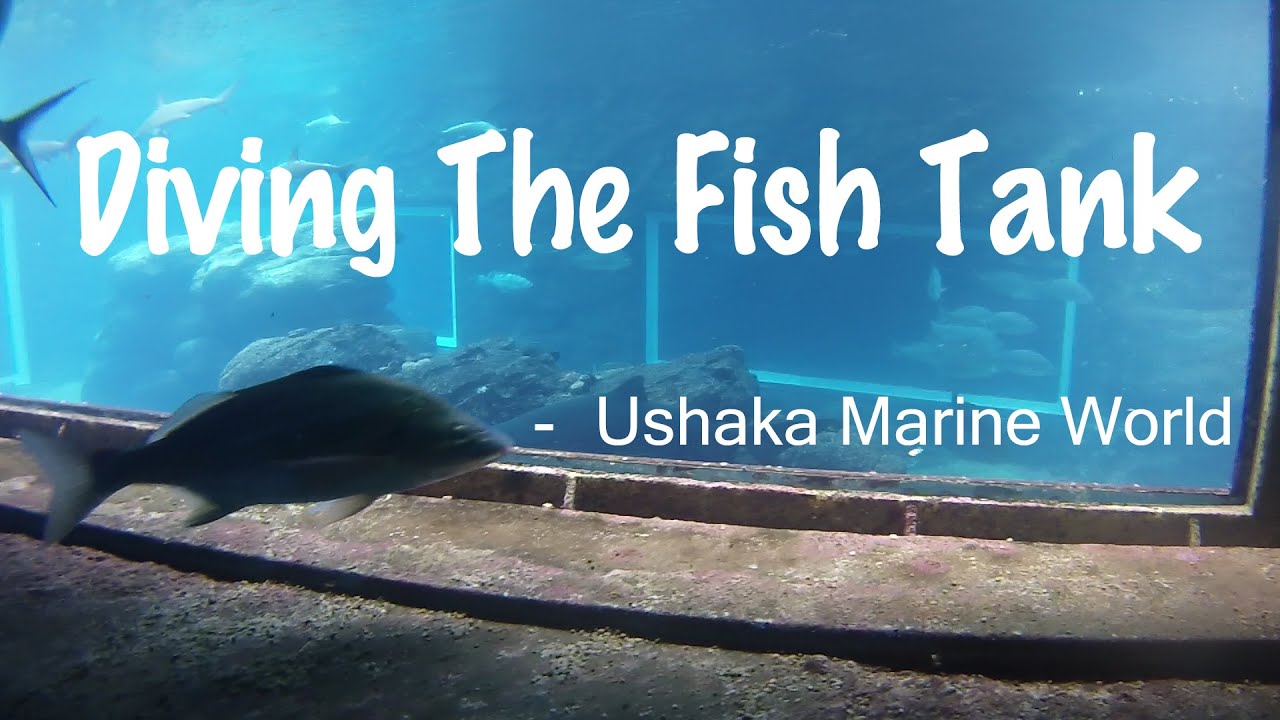Diving The Fish Tank - Ushaka Marine World - YouTube