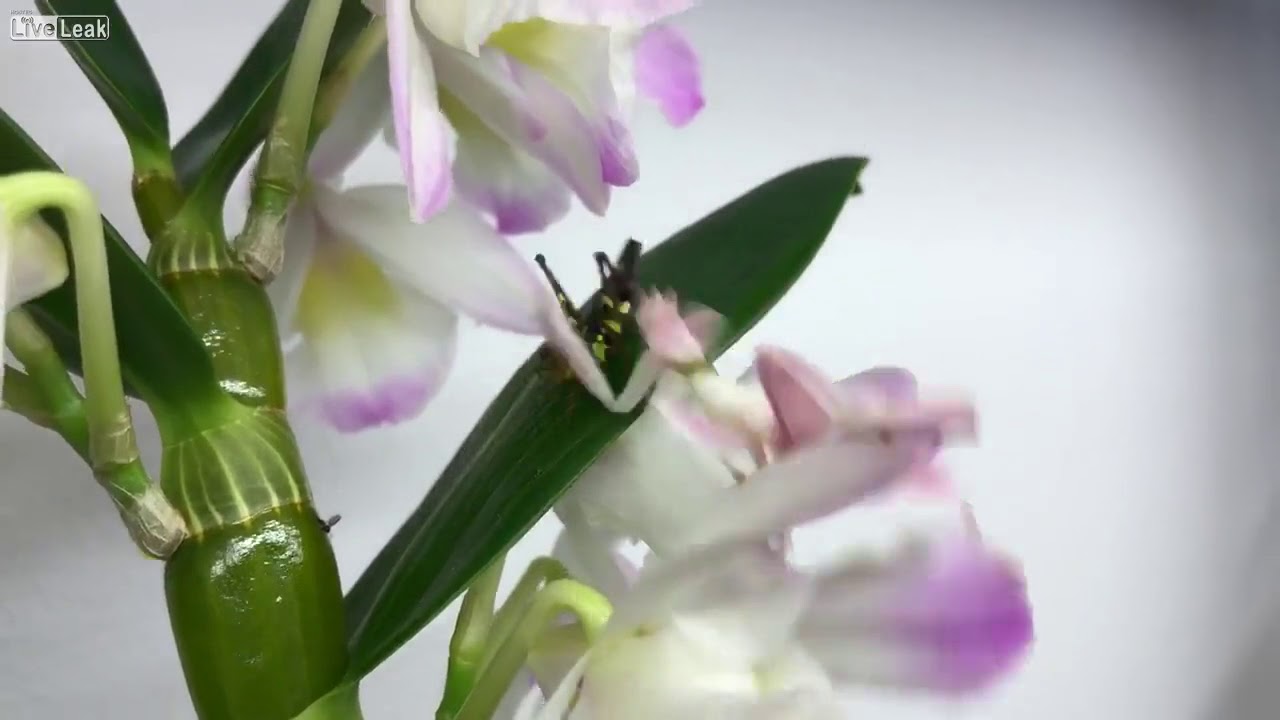 Orchid catches an insect? - YouTube
