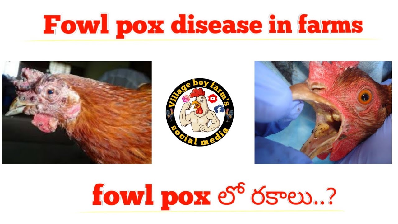 fowl pox treatment for poultry chicks II how to recover the fowl pox ...