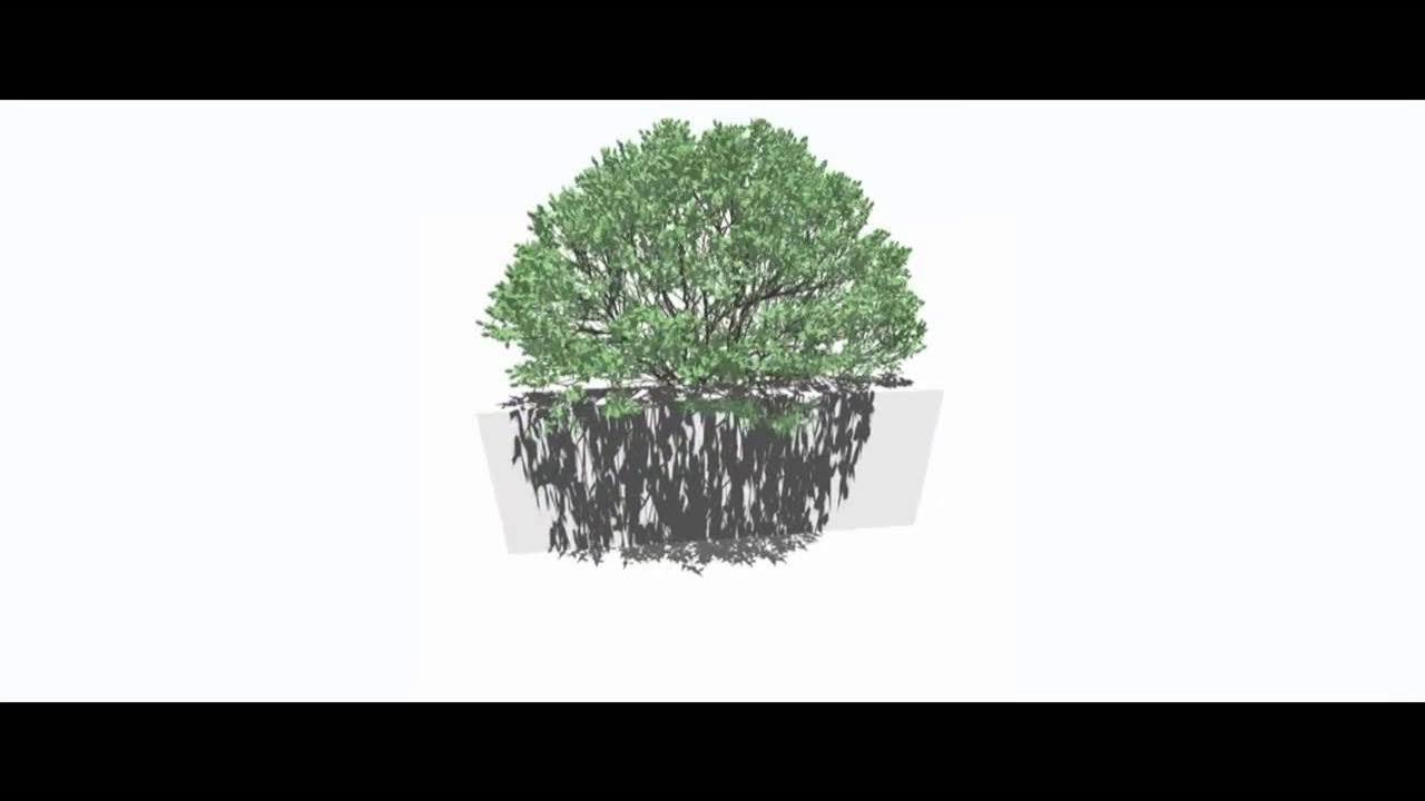 Demo Video, Tree Growth Modeling Constrained by Growth Equations - YouTube