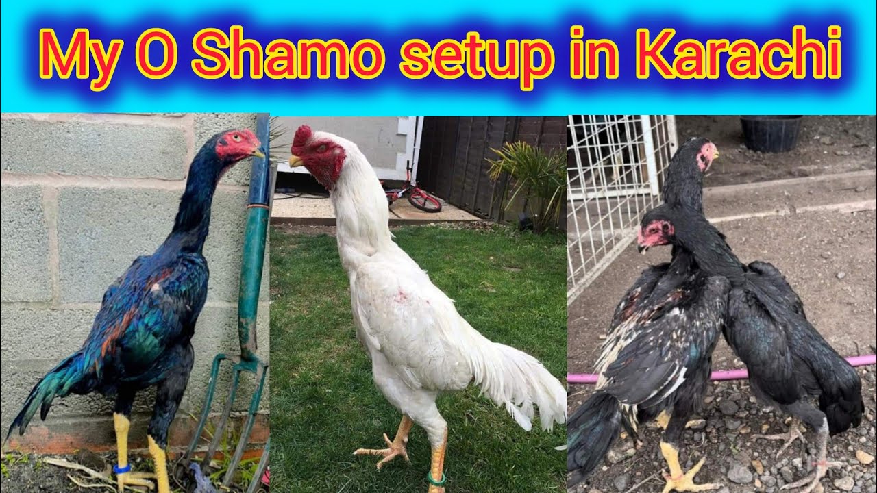 My O shamo Aseel and Fancy hens setup in Karachi || O shamo Aseel birds ...