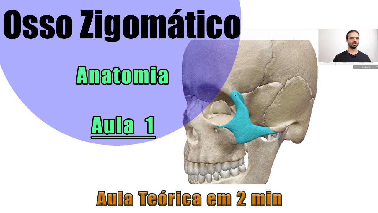 Osso Zigomático - Aula 1 Teórica - Anatomia - Anatomia Humana - YouTube