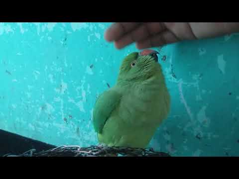 Angry parot - Parrot SchoolParrot School