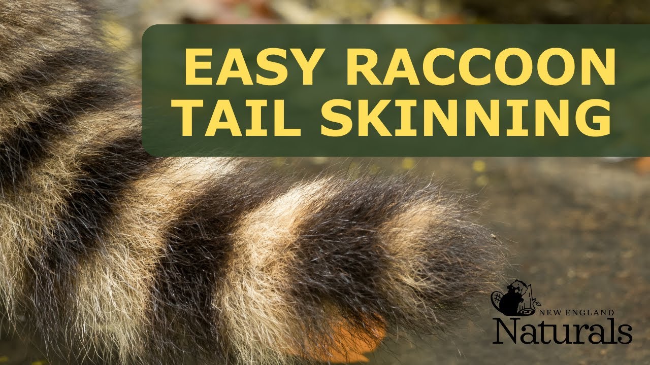 How to Skin a Raccoon Tail (Tutorial) - YouTube