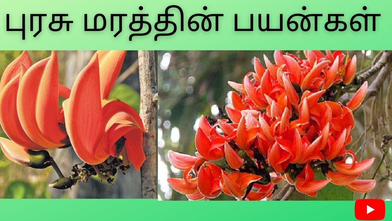 புரசு (பலாச) மரத்தின் பயன்கள்-health benefits of purasu tree - YouTube