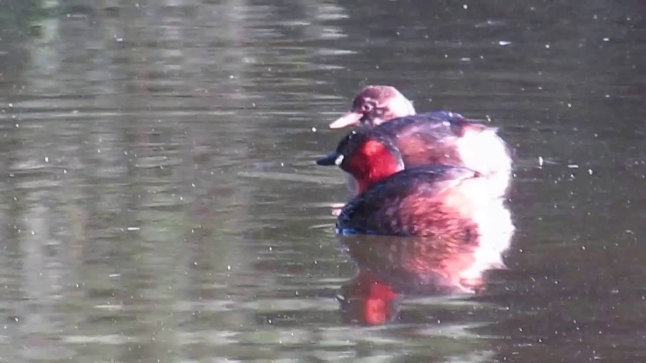 Lesser Grebe, Mitcham Common, One Island Pond - YouTube