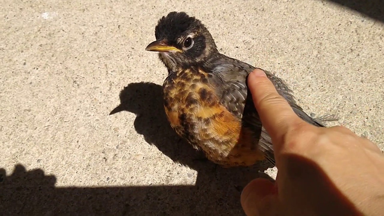 touching a bird while sun bathing - YouTube