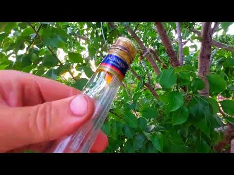 Груша в бутылки?!!!