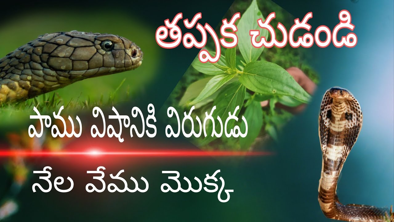 pamu kattuku vishaniki virugudu nela vemu mokka. పాము కట్టుకు విషానికి ...