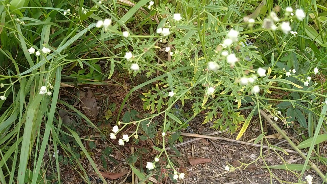 Losna Branca/(Parthenium hysterophorus) - YouTube