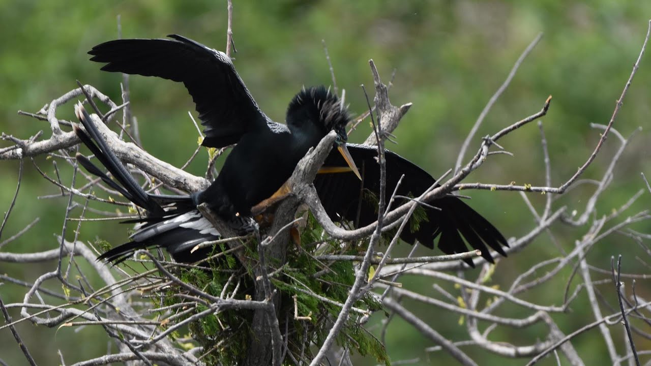 Cypress Wetlands, Port Royal South Carolina. 2022 Water-wading Birds ...