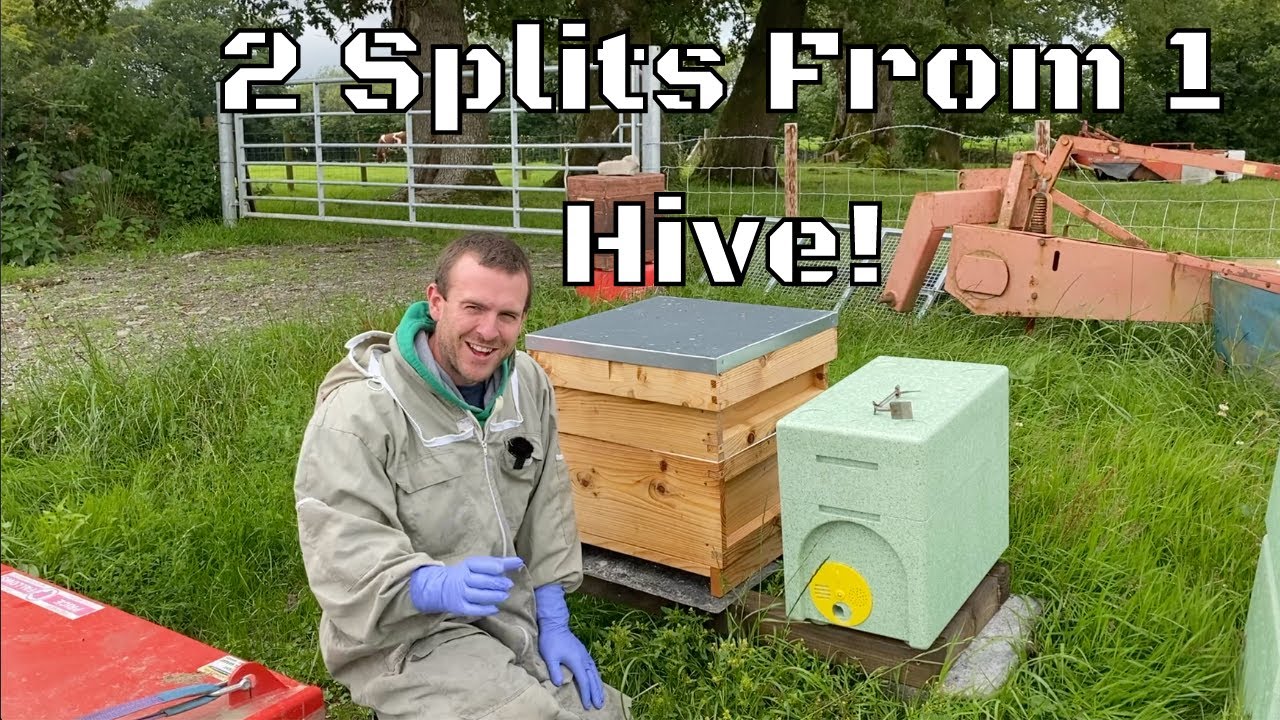 Making 2 Splits From 1 Hive Leaving You With 3 Beehives Using The BS ...