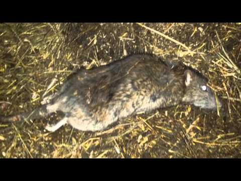 RAT SHOOTING WITH BEN BLACKFORD - YouTube
