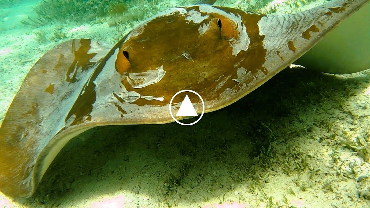 5 minutes en snorkeling avec une raie pastenague à queue de vache ...