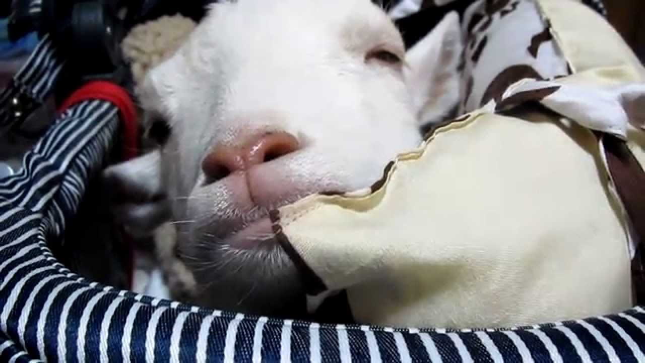 ヤギの大あくび - Big yawn of a goat!! - YouTube