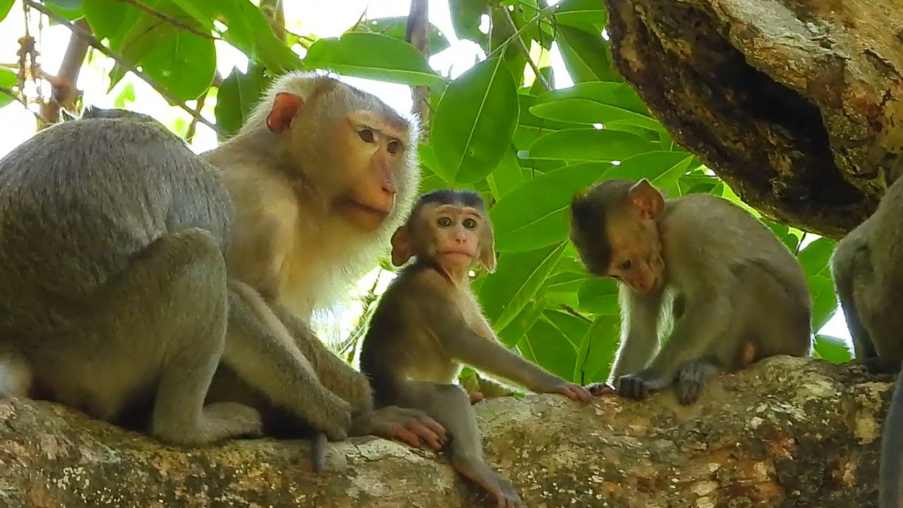Cute little baby monkey want to be free and call mama for help - YouTube