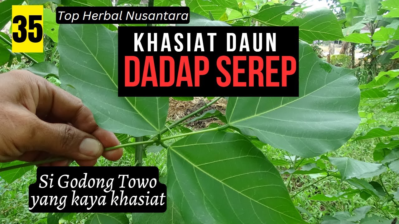 Daun Dadap Serep Si Godong Towo yang kaya manfaat untuk kesehatan , # ...