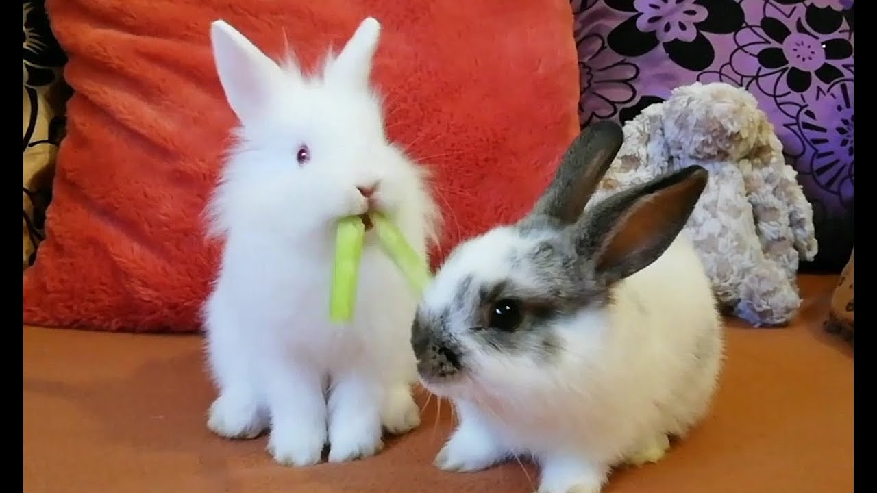 Conejos bebes Graciosos y Divertidos se disputan un premio! Cute and ...