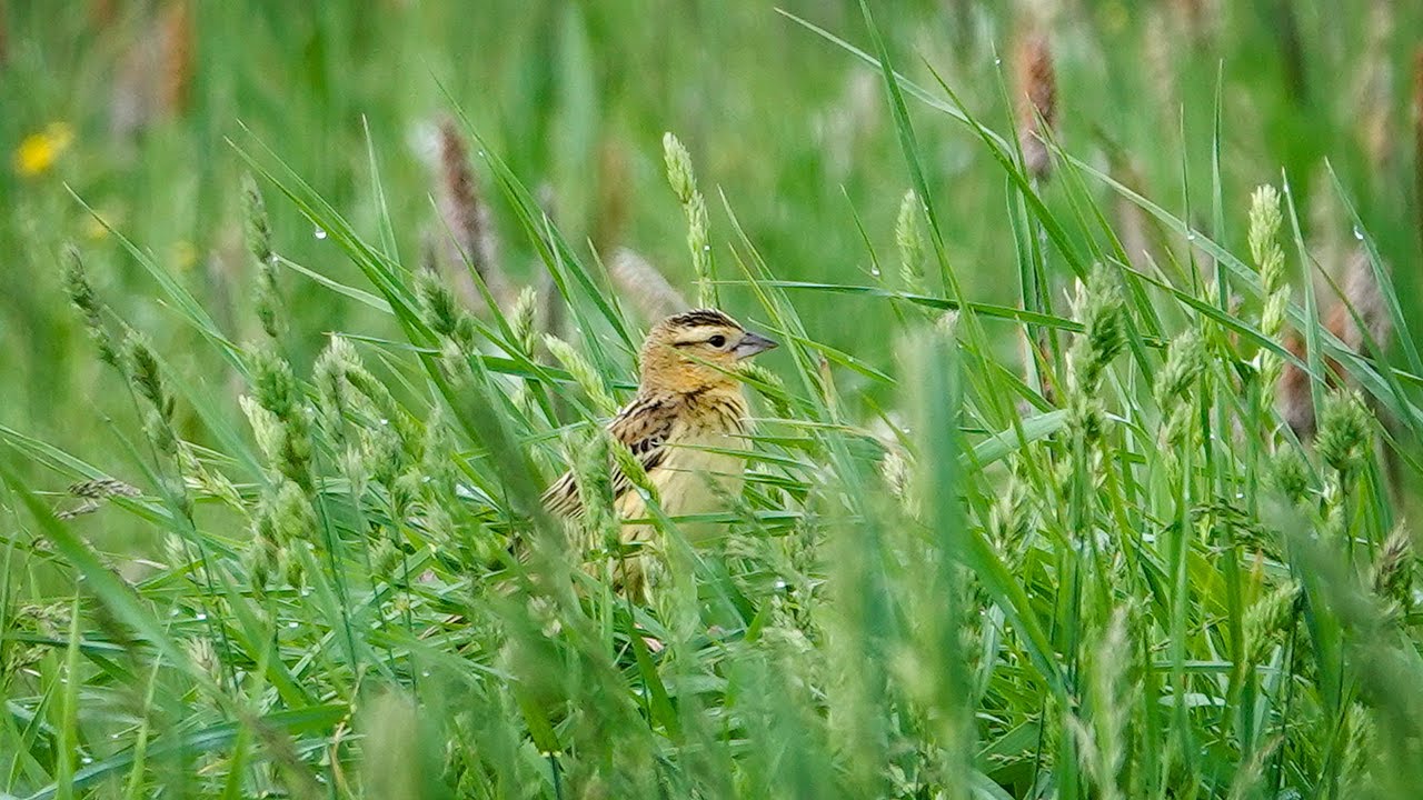Bobolink Call (30 May 2022) - YouTube
