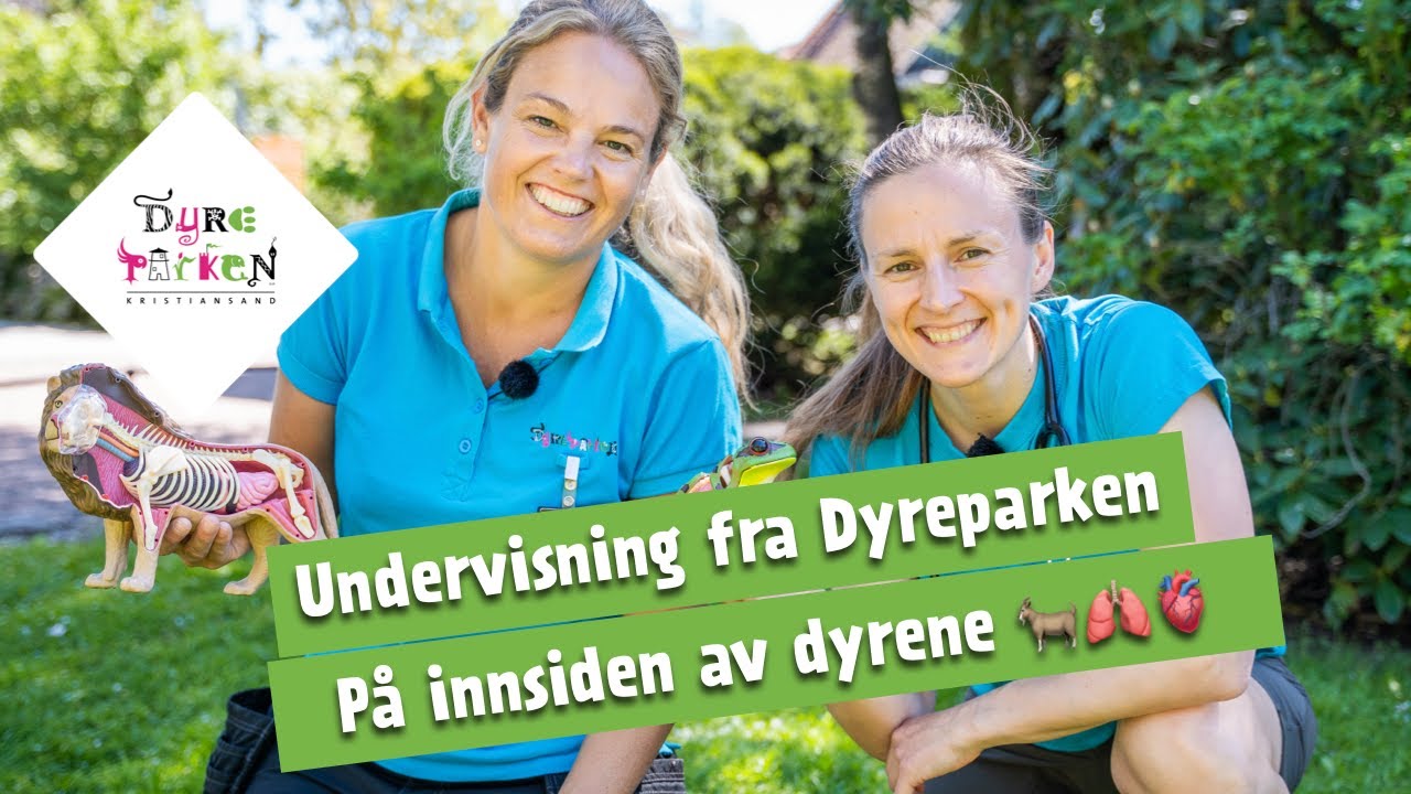 Undervisning fra Dyreparken: På innsiden av dyrene 🐐🫁🫀 - YouTube