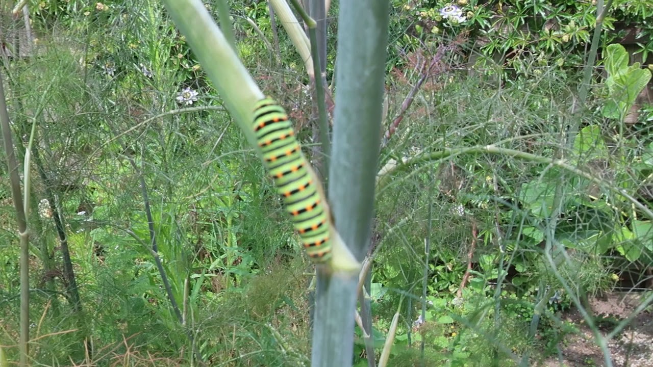 koninginnepage rups op venkelplant.De meesten worden weg gemaaid ...