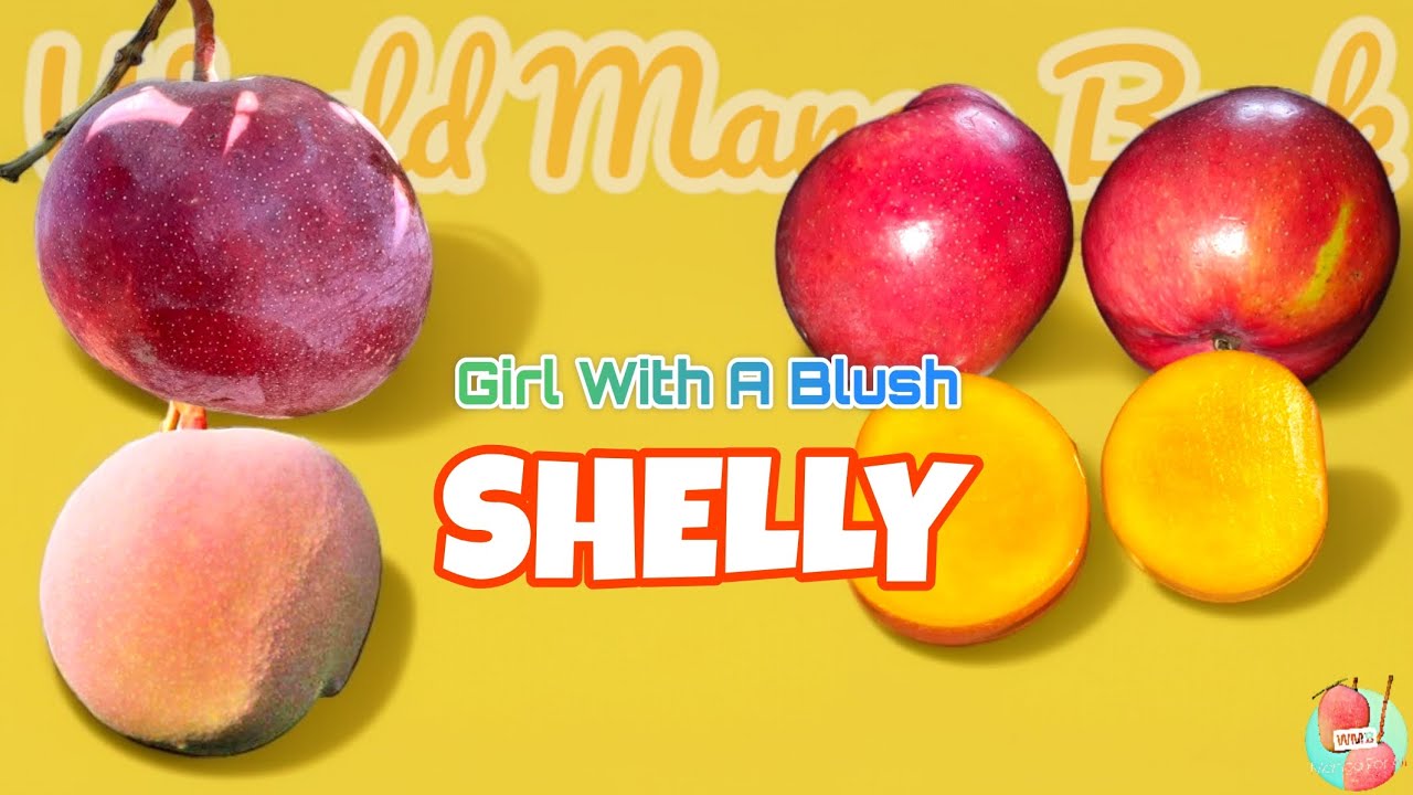 'SHELLY' Mango - A Complete Review || শেলী আমের খুঁটিনাটি || - YouTube