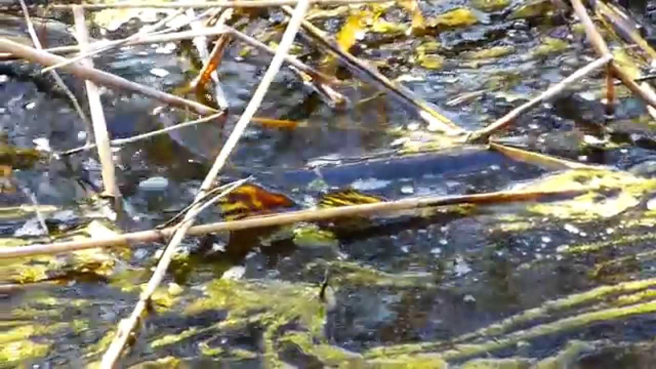 Pike Spawning in Creek at Ojibway Tallgrass Prairie - YouTube