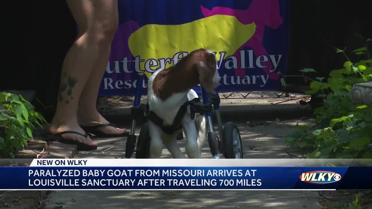 Paralyzed baby goat from Missouri arrives at Louisville sanctuary after ...