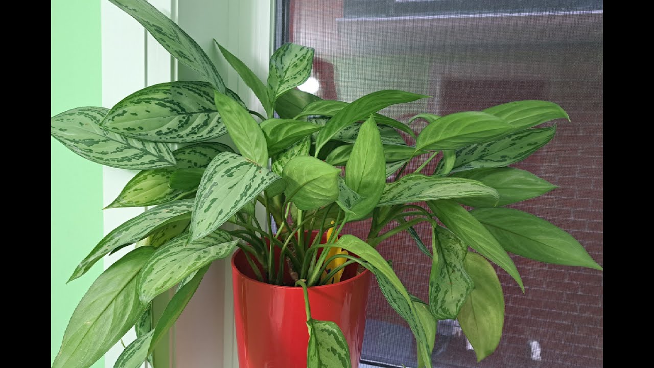 CHINESE EVERGREEN BATH TIME - YouTube