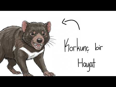 Eğer Bir Tazmanya Canavarı Olarak Doğsaydın?