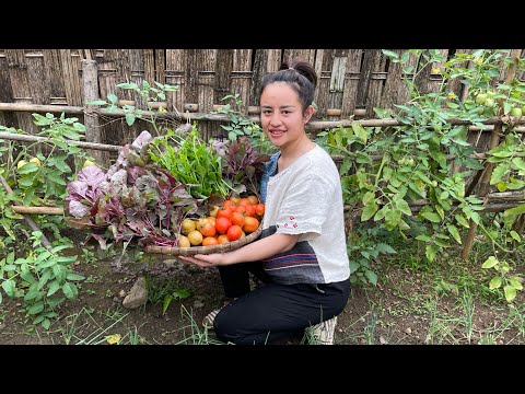 Harvest red amaranth, white eggplant, and tomatoes to go to the market to sell