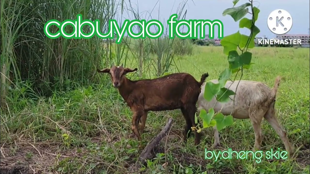 CABUYAO FARM - YouTube